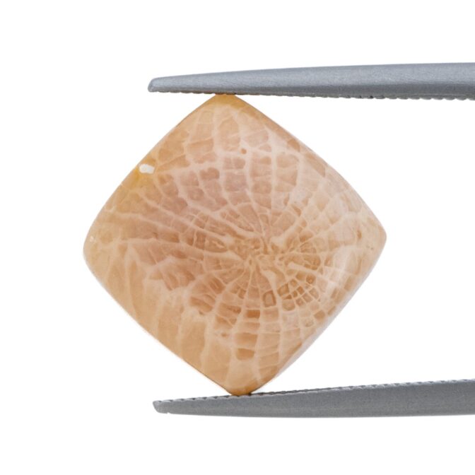 太古の息吹を感じる石】フォッシルコーラル 8.05ct | まるむ商会 太古の息吹を感じる石】フォッシルコーラル 8.05ct | まるむ商会